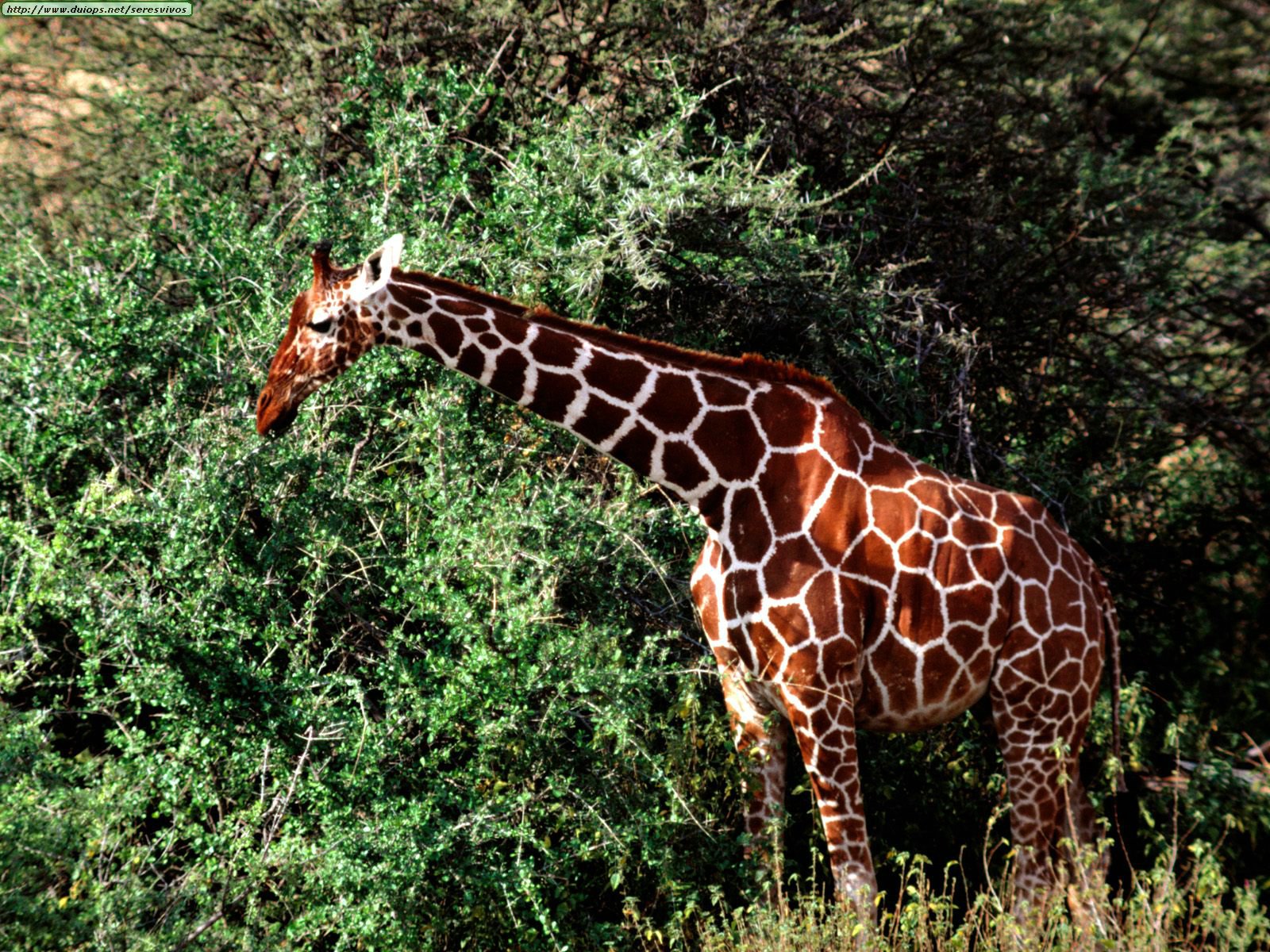 Giraffes photos